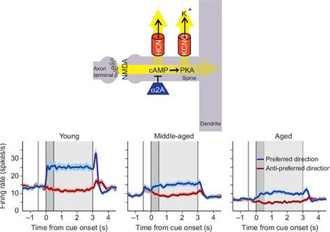 Figure 210 From The Prefrontal Cortex Semantic Scholar