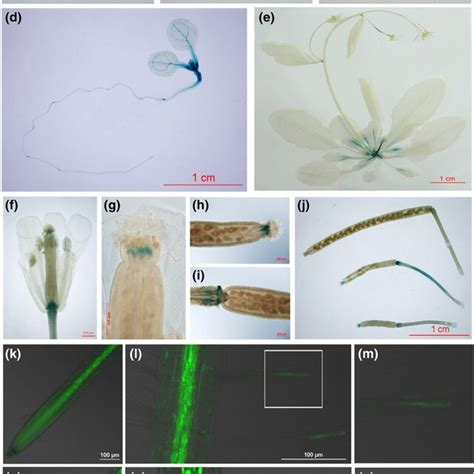 expression patterns and subcellular localization of ahl17 a j