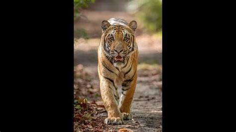 Man Killed In Tiger Attack In Dudhwa Buffer Zone Hindustan Times