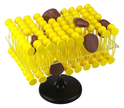 Make Cell Membrane Model