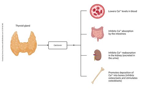 Regulation Of Blood Calcium Calcitonin And Parathyroid Hormone