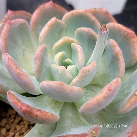 拂雲 多肉植物 新品 肖蒙 可晒成糖果色的品種 邊緣紅到黑青了 穩根含盆寄送 蝦皮購物