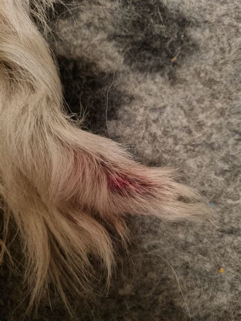 Weve Adopted A 9 Year Old Spaniel Who Has Not Stopped Wagging His Tail