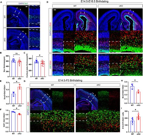 Sirt6 Regulates The Proliferation Of Neural Precursor Cells And Cortical Neurogenesis In Mice