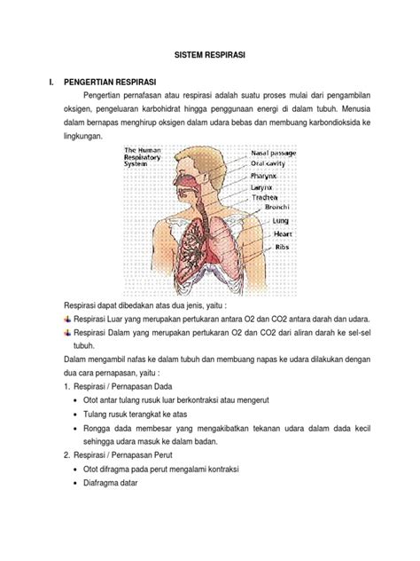 Proses Respirasi Pada Manusia Pdf Kajian Bahasa Asing