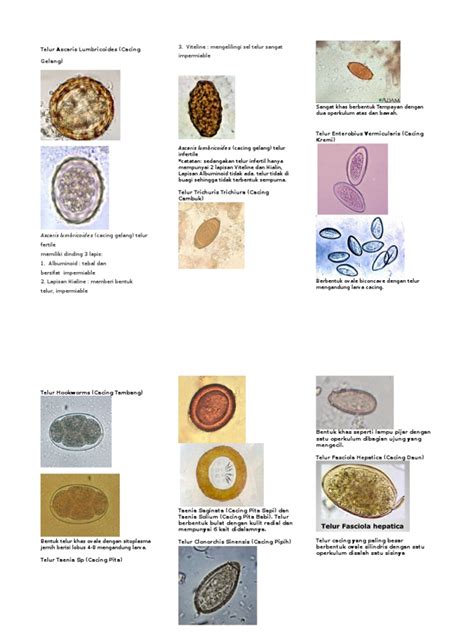 Telur Ascaris Lumbricoides Pdf