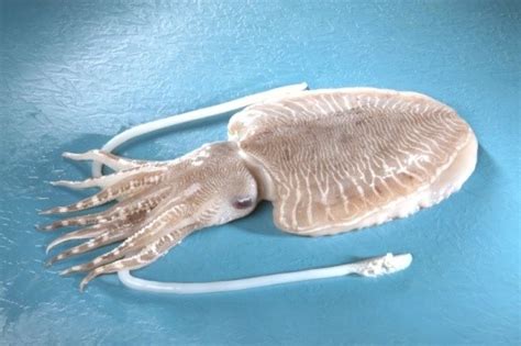 Cuttlefish Products Mpeda