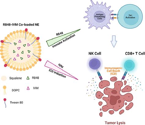 Ivermectin Enhanced Antitumor Activity Of Resiquimod In A Co Loaded