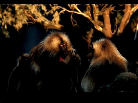 Affe Hintergrundbilder HD Kostenlose Bilder