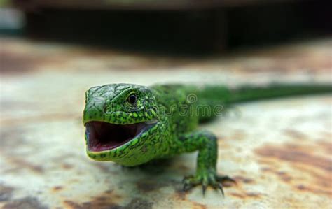 Lizard Green Wants To Bite Stock Image Image Of Reptilian 84590531