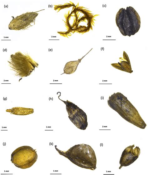 Typical Plant Macrofossils Recovered From Fossil Nests A Carex