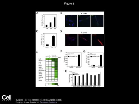 Chemokine Signaling Via The CXCR2 Receptor Reinforces Senescence Ppt