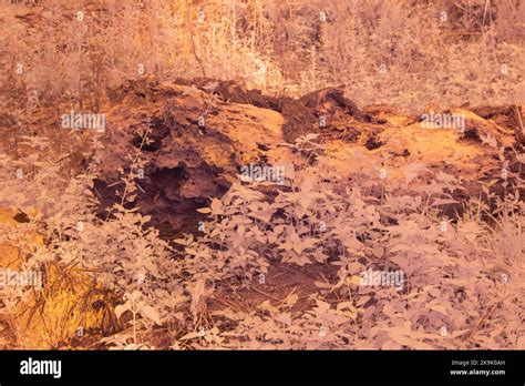 infrared image of the decompose tree trunk at the plantation stock