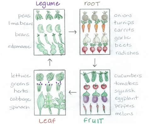 The Basics Of Crop Rotation Hook S Greenhouse