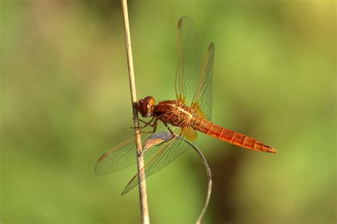 Capung Serangga Odonata Foto Gratis Di Pixabay Pixabay