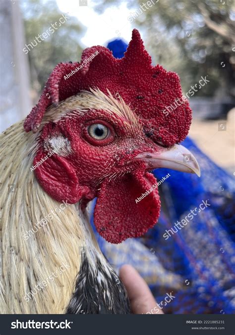 Cock Face Images Stock Photos Vectors Shutterstock