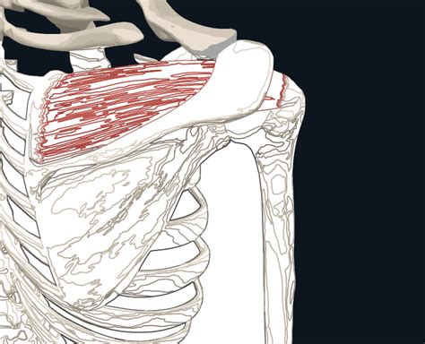 Supraspinatus Muscle Universal Learn