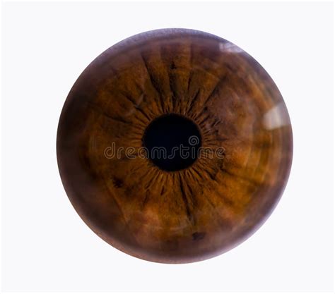 Brown Eye Pupil Macro Photo Stock Image Image Of Blue Color 212654781