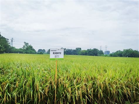 四川省农业科学院生物技术核技术研究所院生核组织召开中试熟化项目新品种展示田间观摩会