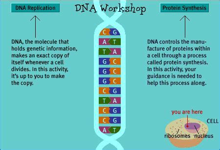 Science Games Adventurous Learning DNA The Secret Code