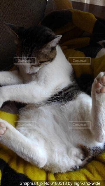 毛布の上で眠る猫の写真・画像素材 6180518 Snapmart（スナップマート）