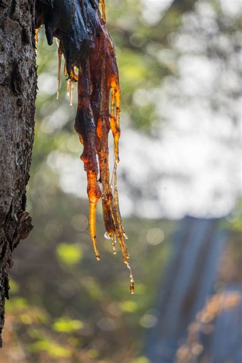 Resinous Sap Drips From Aerial Roots Resembling Twisted Golden