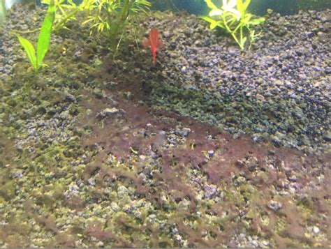 Black Brown Algae Growing On Substrate The Planted Tank Forum