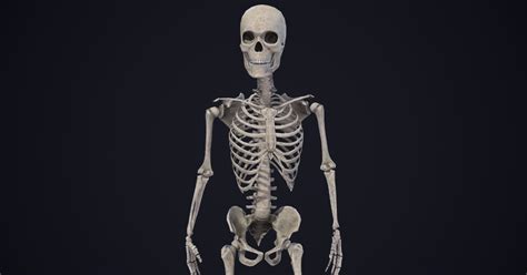 Human Skeleton 3d Characters Unity Asset Store