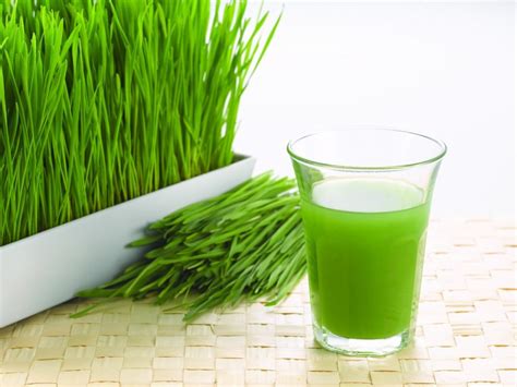 Wheatgrass Health Benefits And Side Effects A Complete Guide