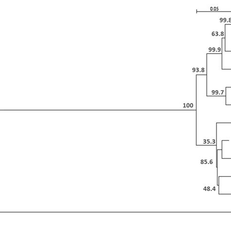 Phylogenetic Analysis Of Darc Different Sequences Of Darc Were Aligned Download Scientific Phylogenetic Analysis Of Darc Different Sequences Of Darc Were Aligned Download Scientific