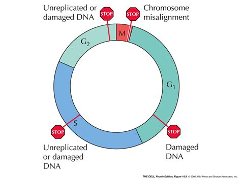 Cell Cycle Checkpoints Notes
