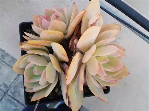學會這4招，多肉植物全都能度夏成功，全部！ 每日頭條