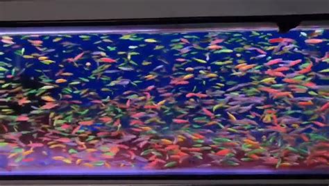 热带观赏鱼活体小型水族宠物鱼荧光彩色斑马鱼淡水渔场批发灯科鱼 阿里巴巴