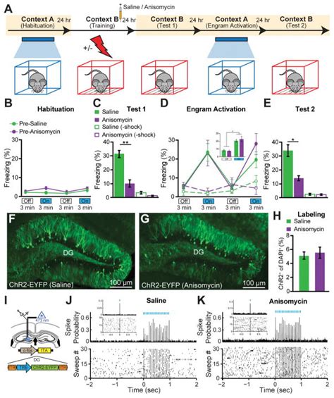 Memory Engram Cells Retain Memory Under Retrograde Amnesia Abstract