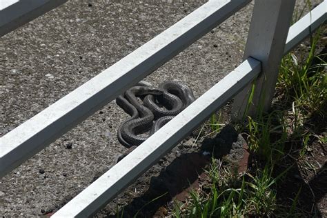 春の散歩道で その4水辺の生き物 そらいろのパレット
