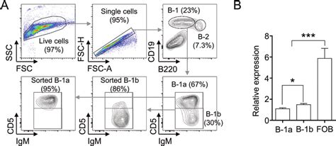 Analysis Of Klhl14 Expression In Sorted B 1a And B 1b And In Fob Cells
