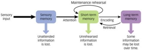 encoding memory psychology