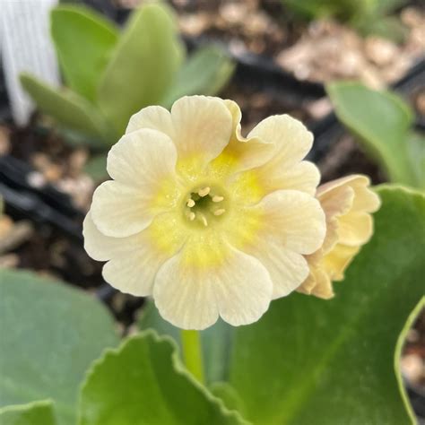 Primula X Pubescens Kaleidoscope Garden Auricula Primrose 45 Pot