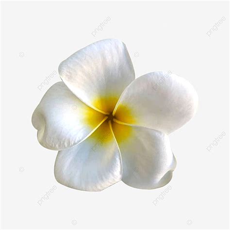 흰색 Frangipani 꽃 Png 흰색 Frangipani 꽃 프르 메리아 꽃 화이트 프랜지 페니 Png 일러스트 및 Psd 이미지 무료 다운로드 Pngtree