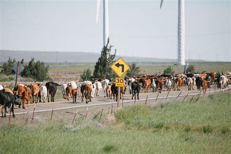 Herd Of Cattle Being Moved By Stocksy Contributor Tana Teel Stocksy