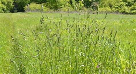 How To Identify Orchard Grass Grasses At A Glance Illinois