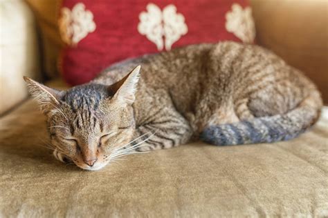猫和狗睡觉小狗和小猫睡觉图片 包图网企业站