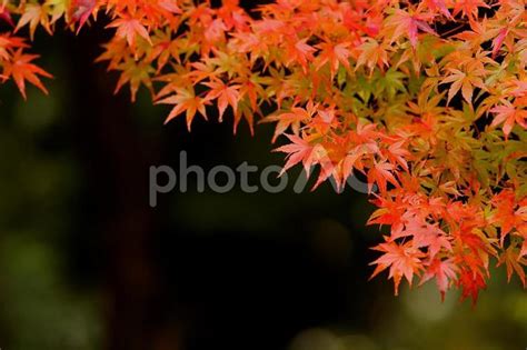 紅葉の葉っぱ 色づいたモミジ No 1962392｜写真素材なら「写真ac」無料（フリー）ダウンロードok