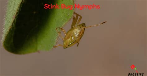 20 Surprising Tiny Bugs In Bed You Need To Know About And How To Get