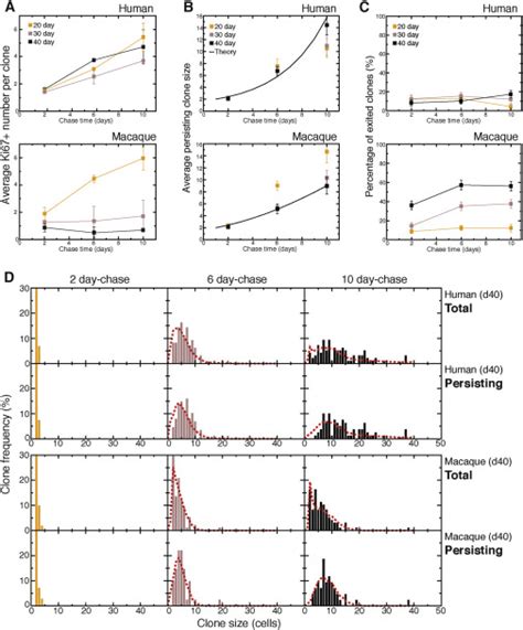 Differences In Clone Growth Between Macaque And Human Are Reflected By