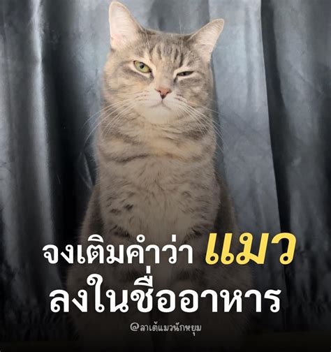 มาเล่นกันเถอะ ลาเต้แมวหูบิน ลาเต้ แมวนักหยุม