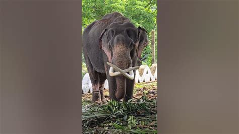 ශ්‍රි දළදා මාලිගාවේ ඇත්පන්තියේ සිටින ප්‍රධානතම හස්තියා ඉන්දි රාජා Youtube