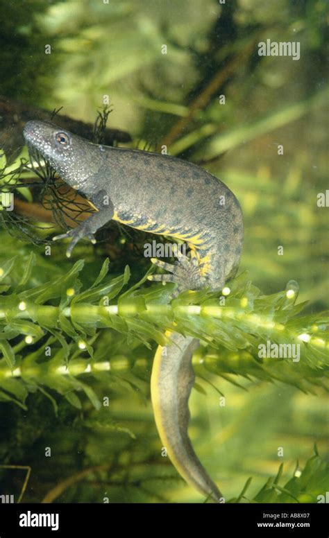 Warty Newt Crested Newt European Crested Newt Triturus Cristatus