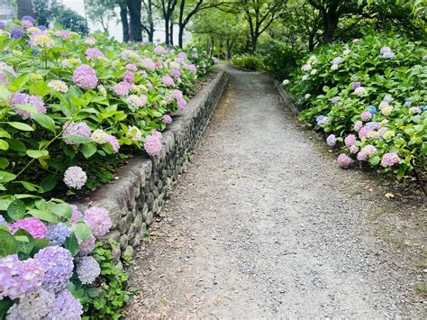 大阪市中央区あじさいの季節大阪城公園のあじさい園も見頃を迎えています 号外NET 大阪市