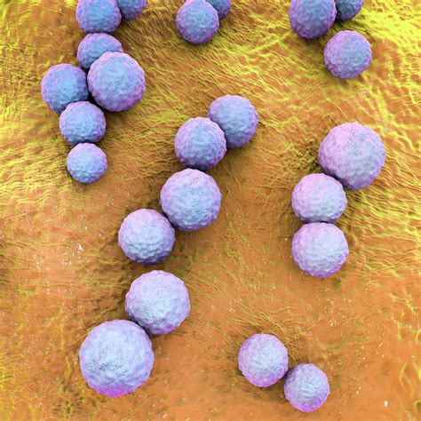 Streptococcus Mutans Streptococcus Mutans Extracellular Dna Is